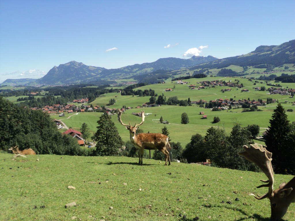 Der Alpenwildpark in Obermaiselstein - Touren für die ganze Familie